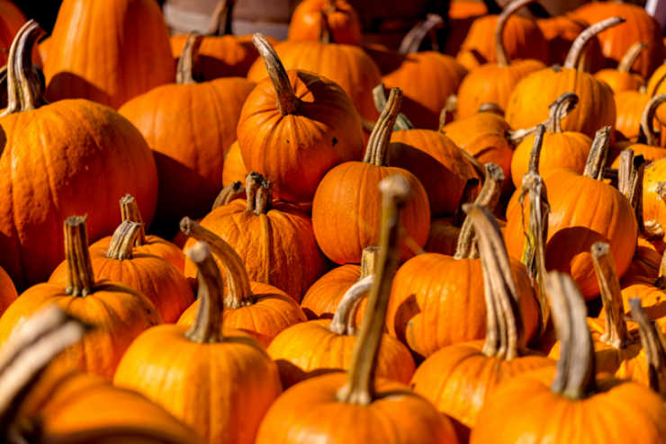 2023 Pumpkin Patches - Cincinnati Real Estate - Cincinnati Homes for ...